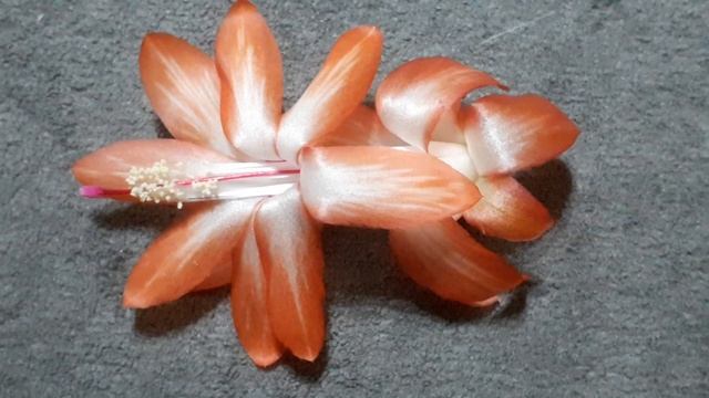 Шлюмбергера STEPHANIE