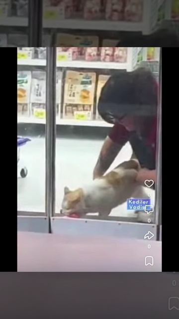 Кот просто хотел есть