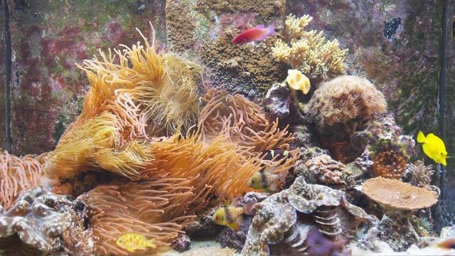 Аквариум с Коралловым Рифом