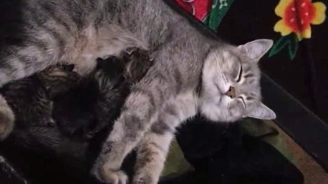 Кошка с котятами.