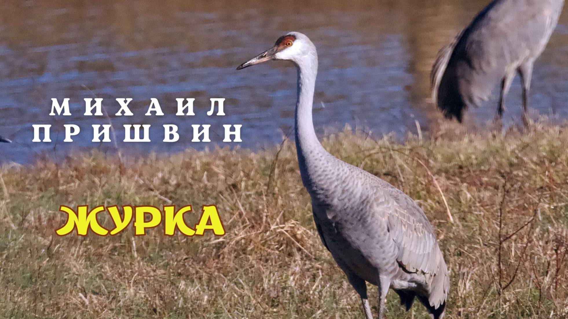 Михаил Пришвин Журка. Рассказы о природе и животных