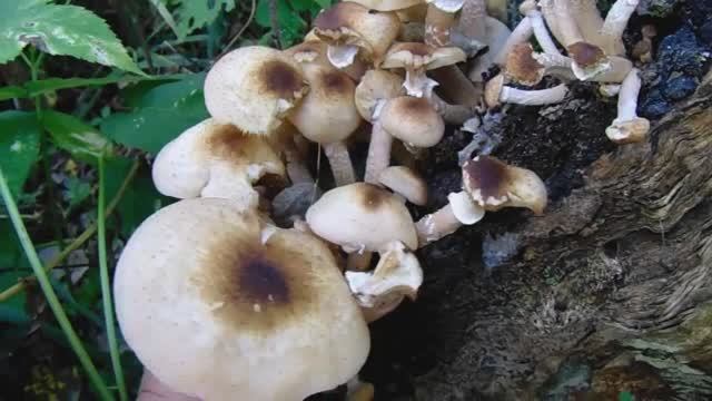 Тихая Охота в Лесу за Опятами и Сырыми Груздями в Сентябре.