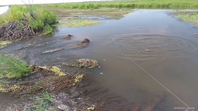 НЕЗАБЫВАЕМЫЙ ДЕНЬ ОХОТЫ НА САЗАНА И ЗМЕЕГОЛОВА на реке КРАСНАЯ (20 августа 2021 года).