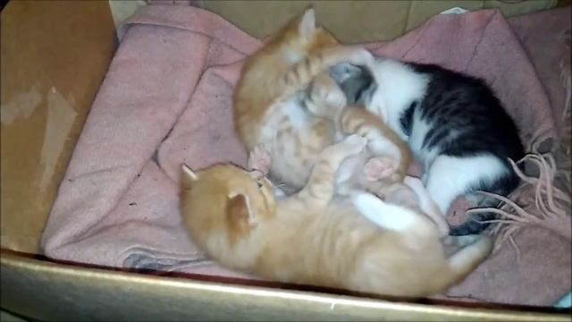 Котятам 21 день. Кошка с котятами