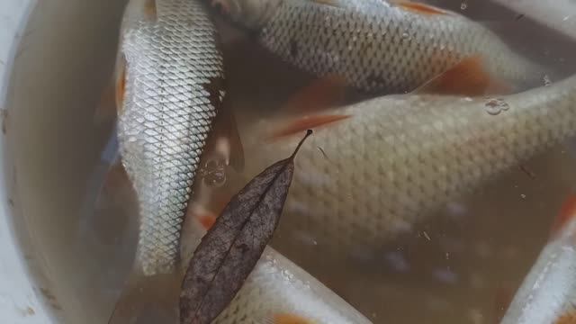 Рыбалочка р. Комела