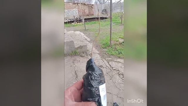 2025-03-21 в 12.26.43_Саженцы от Агромаркет 24.