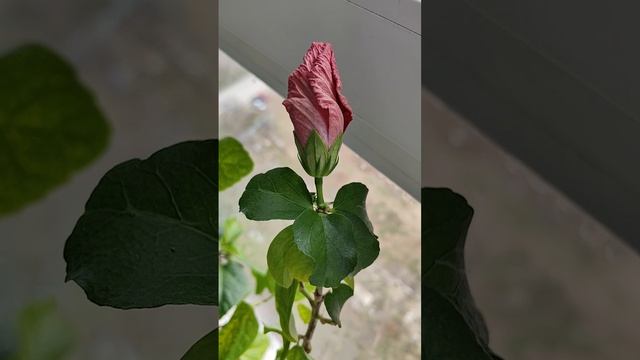 Мартовские гибискусы цветут 🌺🌺🌺