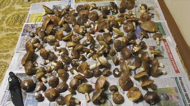 Вариант очистки маслят