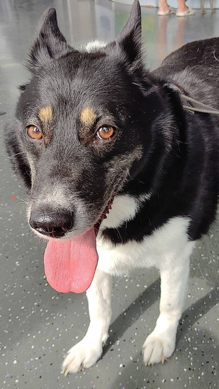 Бима ищет ДОМ и СЕМЬЮ!