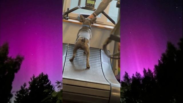 Закаляйся как сталь (Советы пса Мартина)