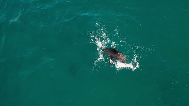 Город пингвинов 5 серия «Близкие контакты» (документальный сериал, 2021)