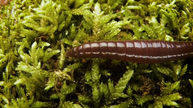 Размножение дождевого червя