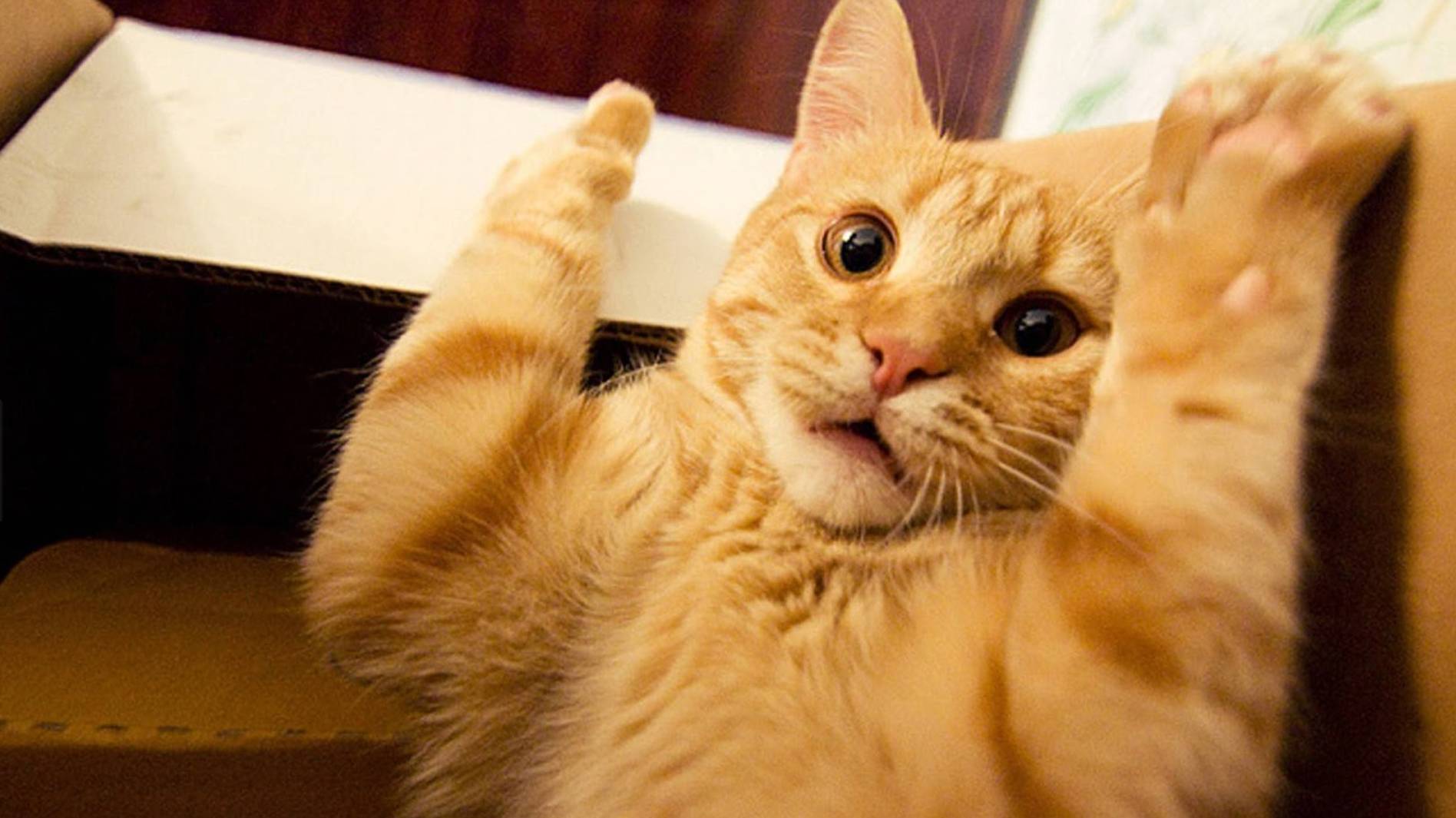 ПРИКОЛЫ С КОТАМИ) СМЕШНАЯ РЕАКЦИЯ 😻 ТОП ПОДБОРКА 😂 СМЕШНАЯ РЕАКЦИЯ НА ЧЕЛОВЕКА 🔥