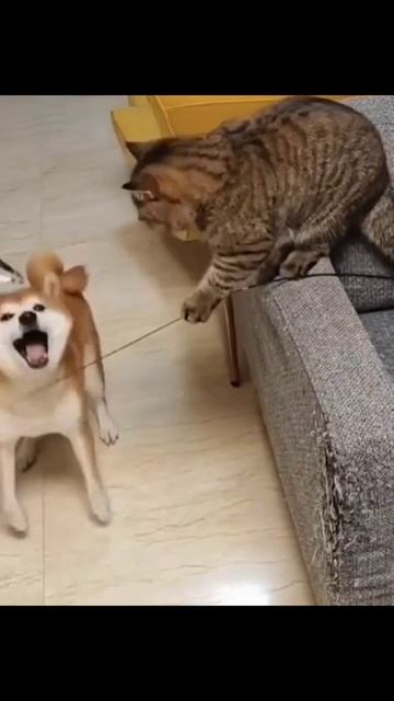 Дрессировщик