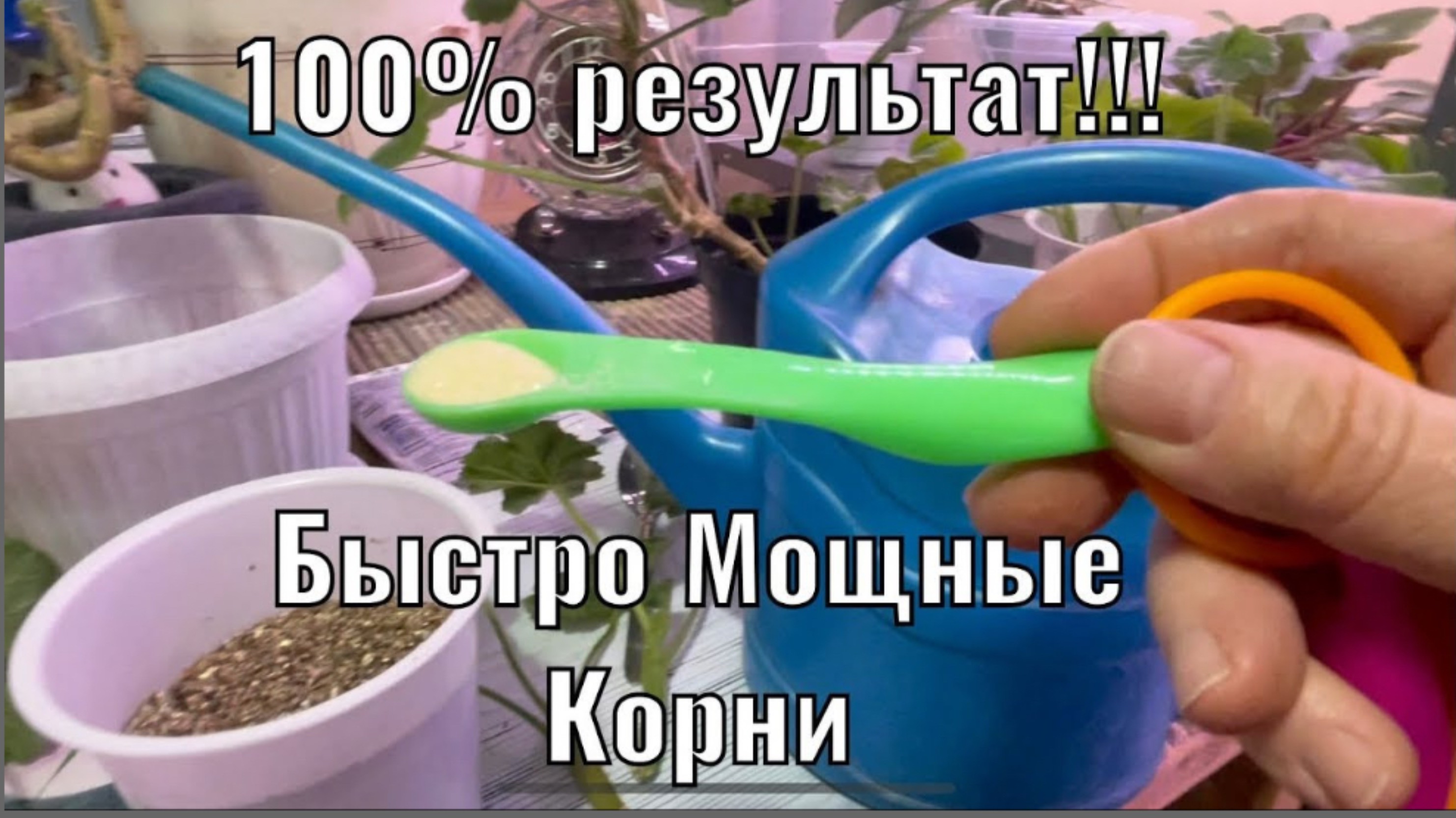100% Результат!!! УКОРЕНЯЕМ черенки ПЕЛАРГОНИИ👍БЫСТРО и Качественно!!!