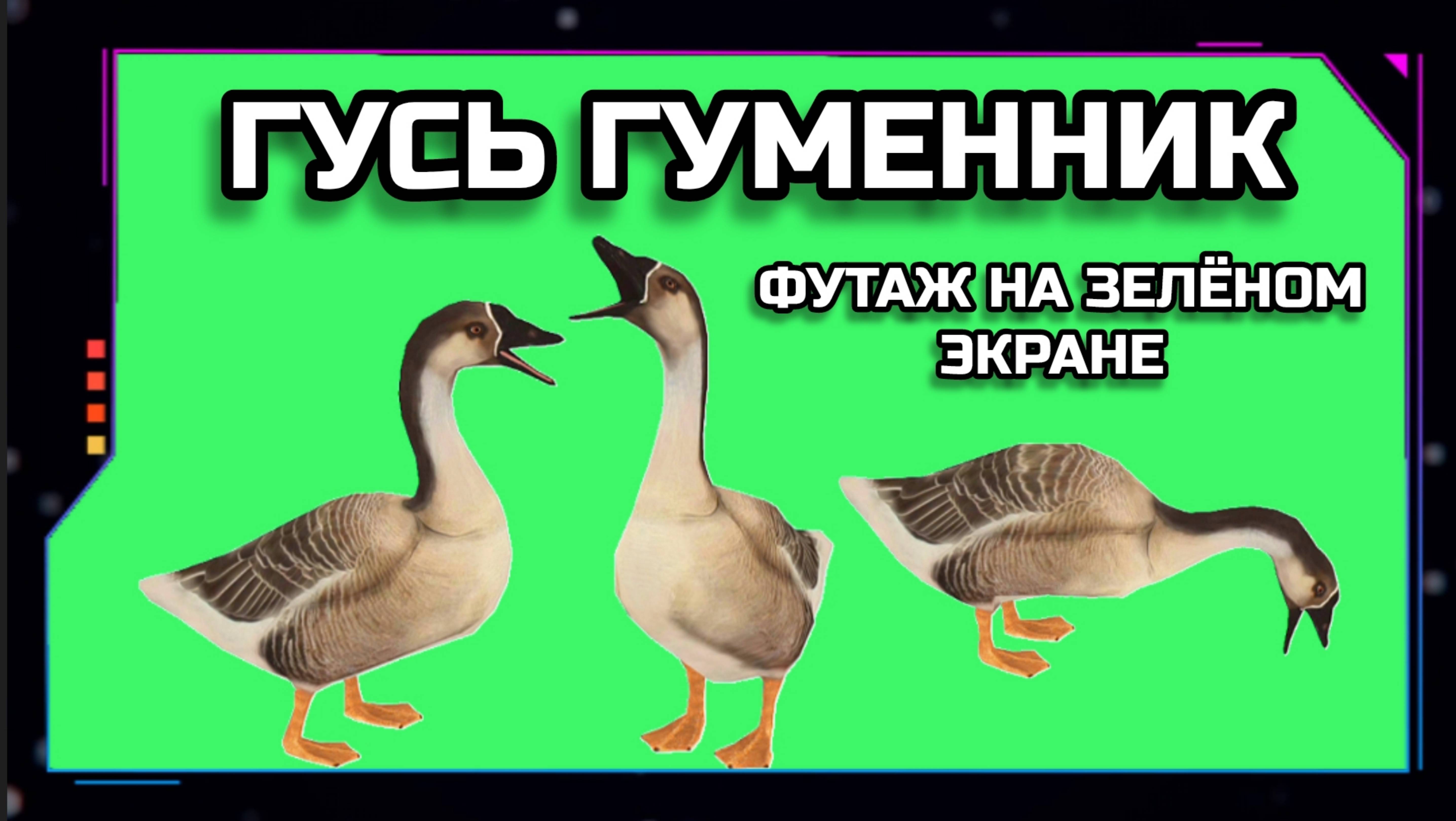 ГУСЬ видео GREEN SCREEN футаж. ХРОМАКЕЙ АНИМАЦИЯ на зелёном фоне.