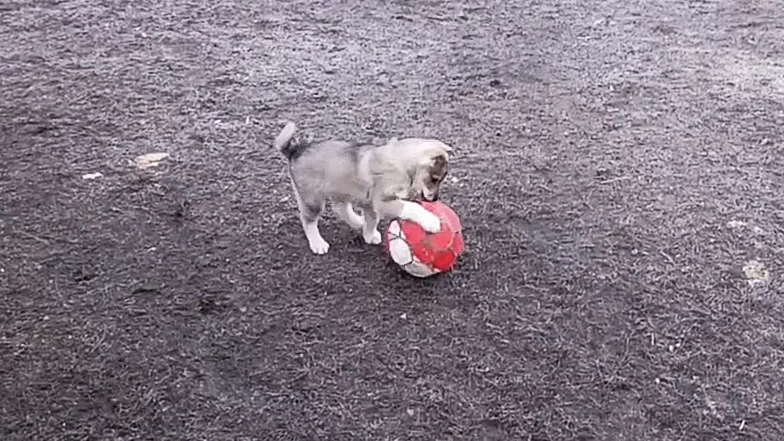 Щенок Дар в деревне