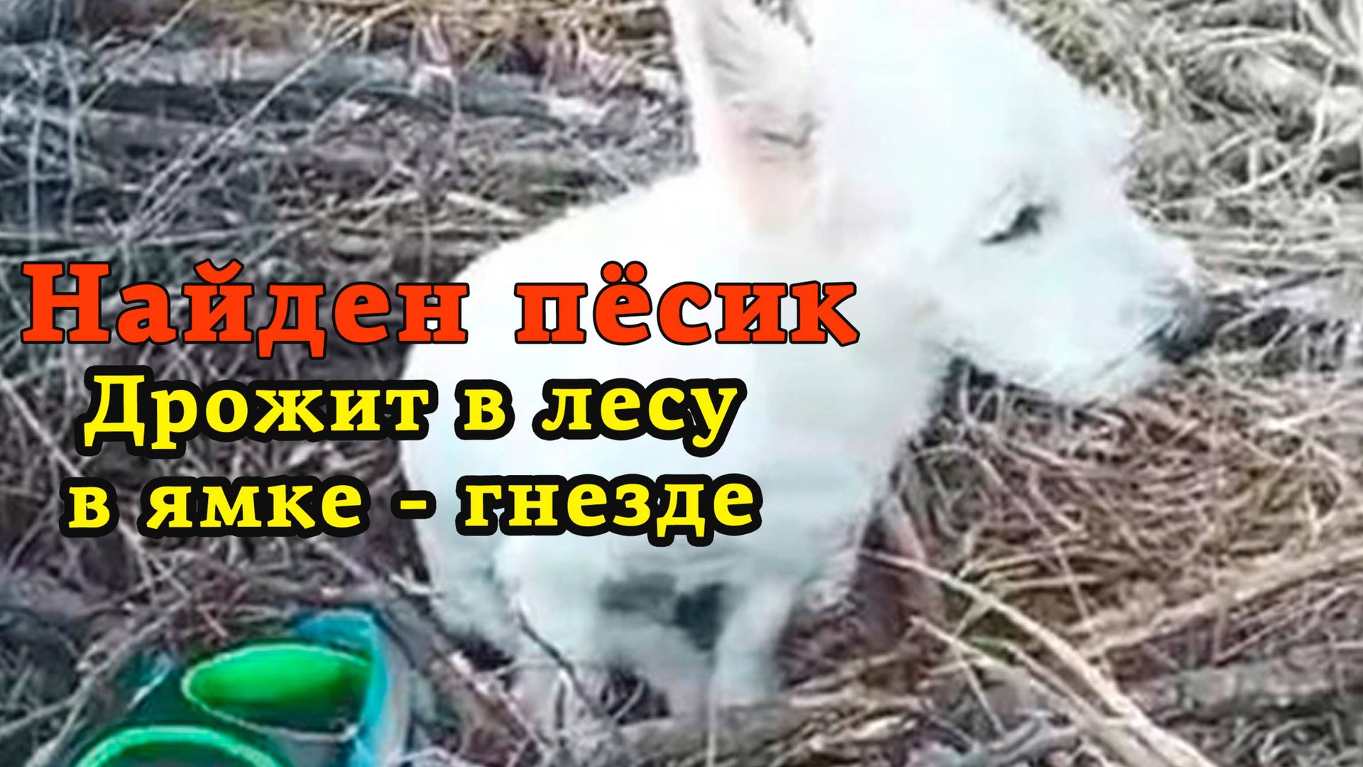 Найдена собака в лесу в ямке