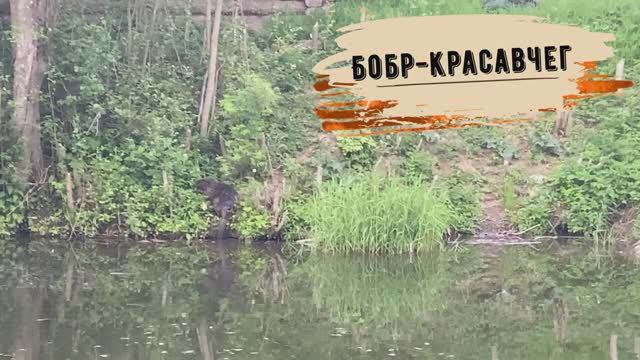Бобр-красавчег