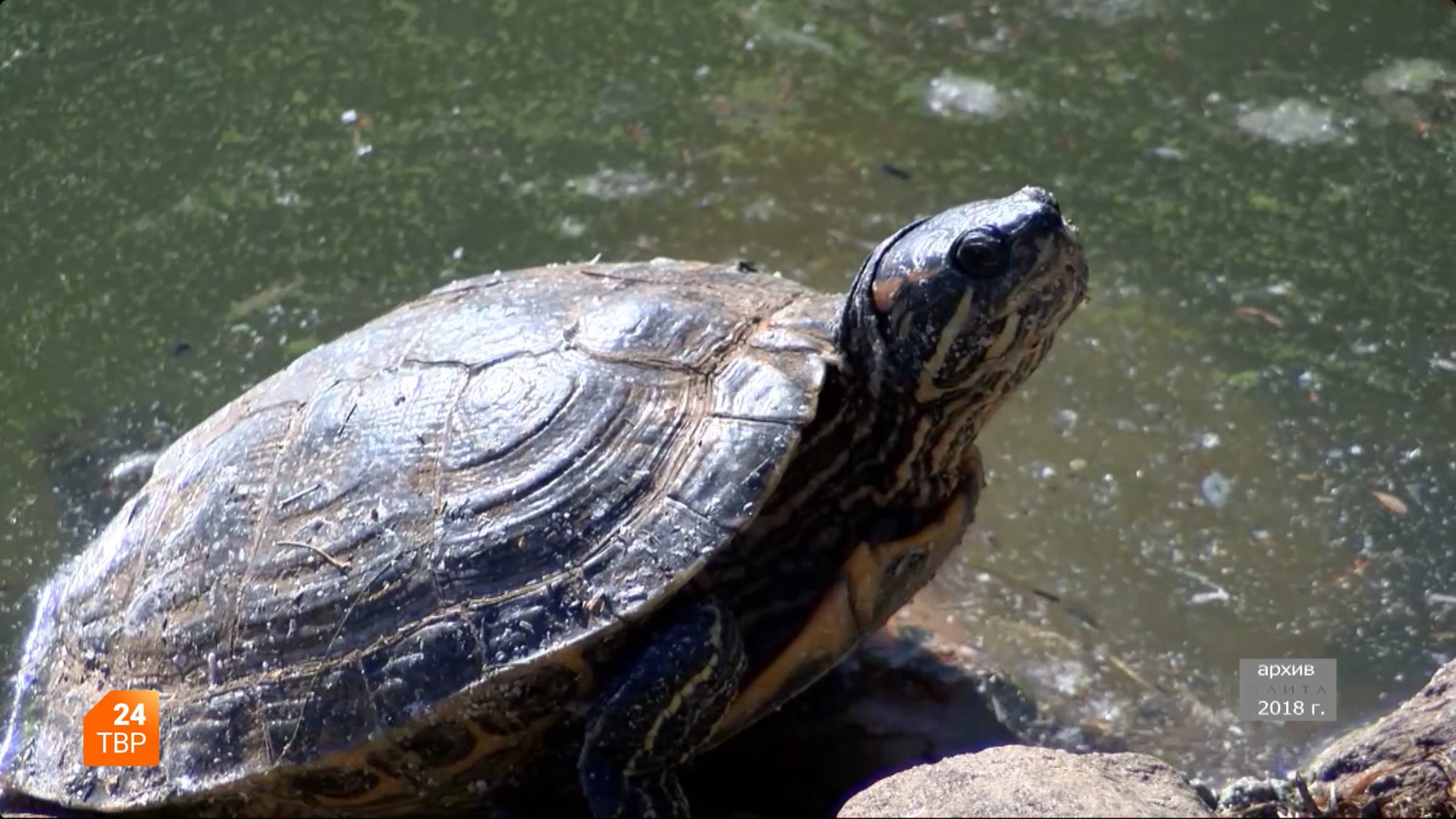 Четвероногие и вода | Элита