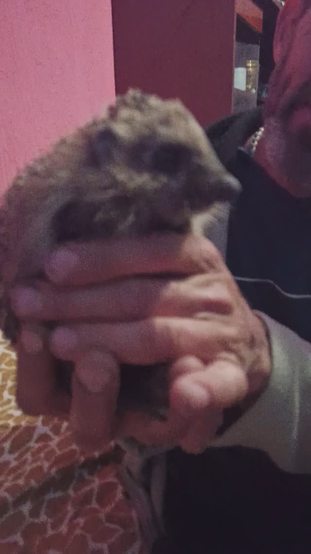 Ежики оказывается бывают Кусачие)