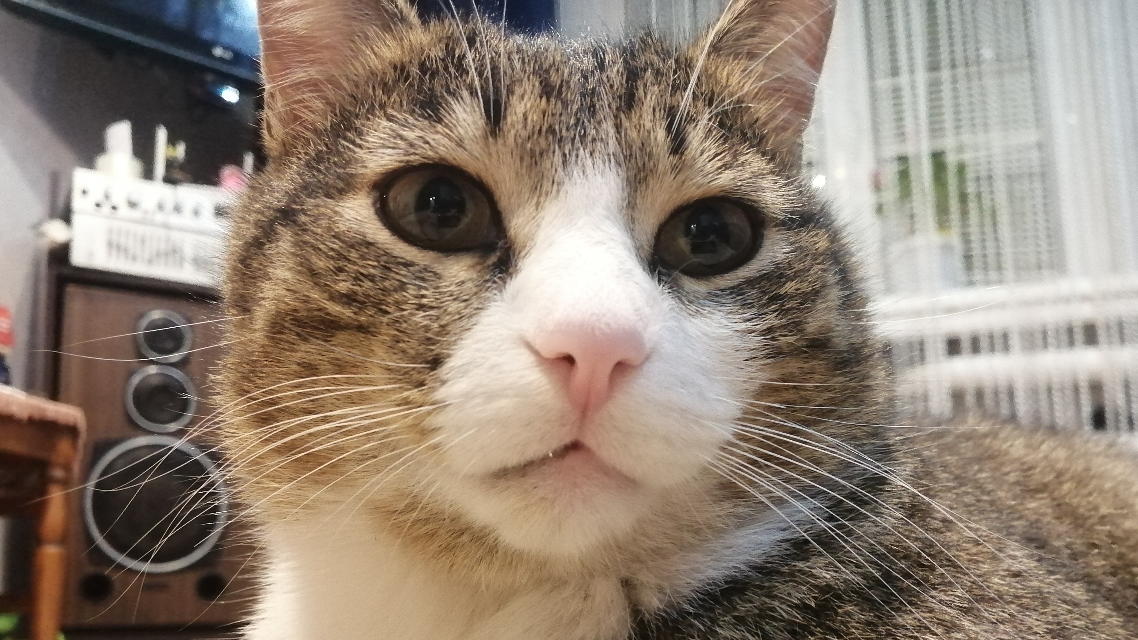 4-тая часть про моего кота бусИ😸