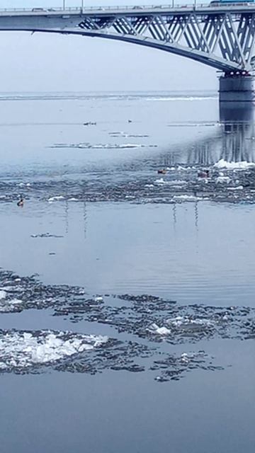 Утки на Волге!)