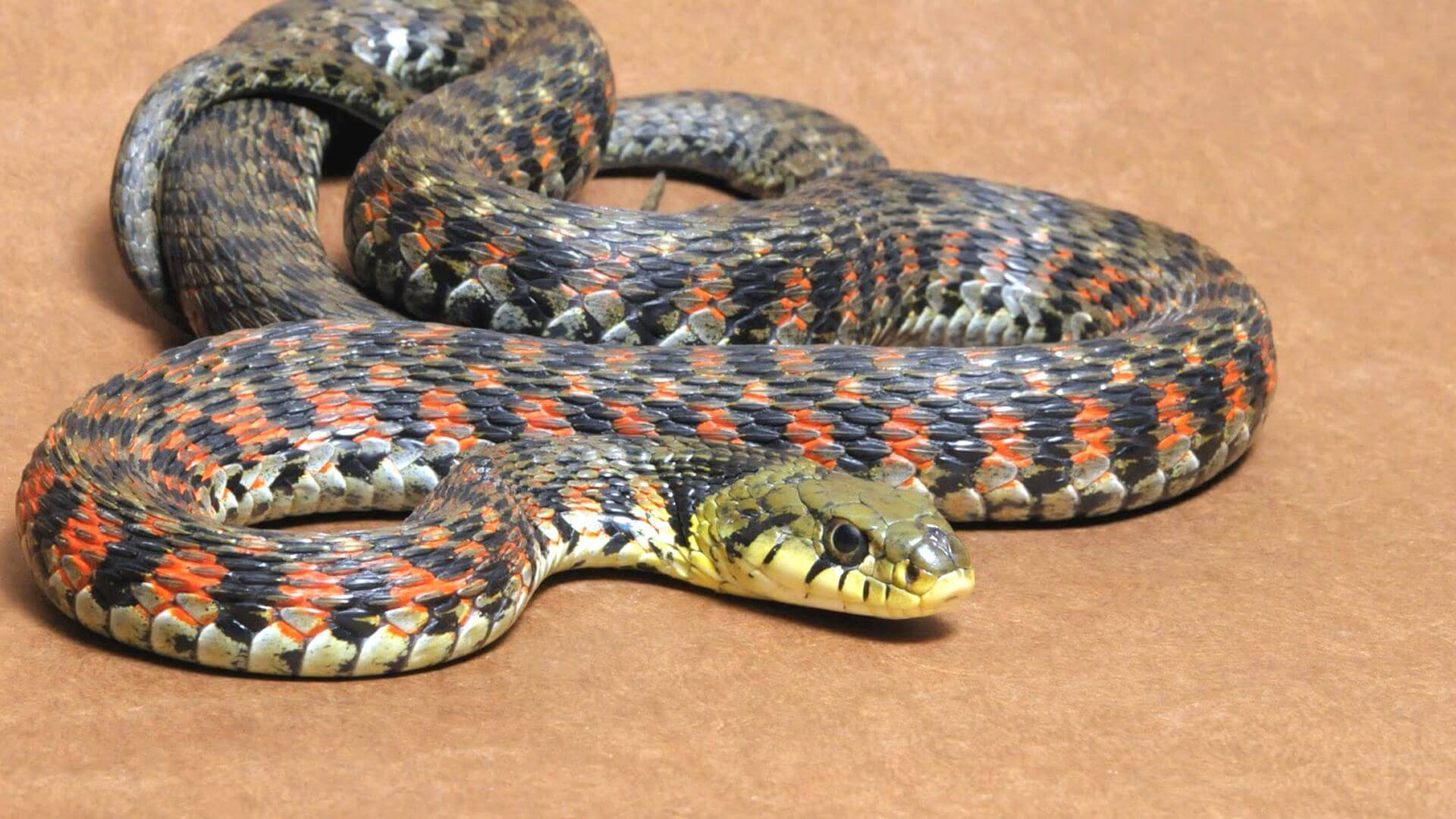 Ужеобразные Змеи | Аудиокнига