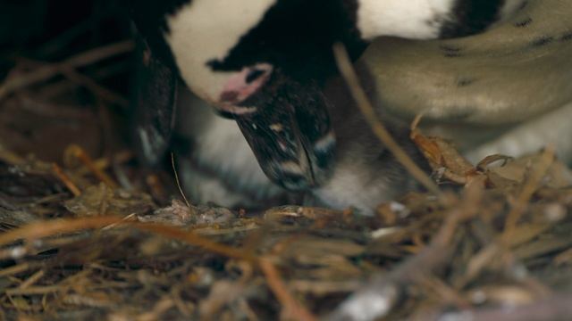 Город пингвинов 3 серия «Жара и тревоги» (документальный сериал, 2021)