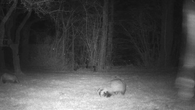 Охота барсука...