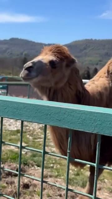 Турагент Абхазии 😁