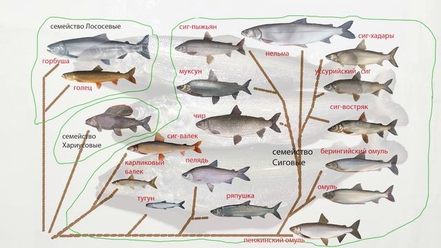 "КИНОТЕАТР РЫБОЛОВА" Лососи. Ихтиолог отвечает на вопросы. Часть 5