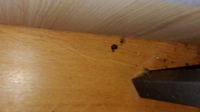 Прикол: Паук ест Муху