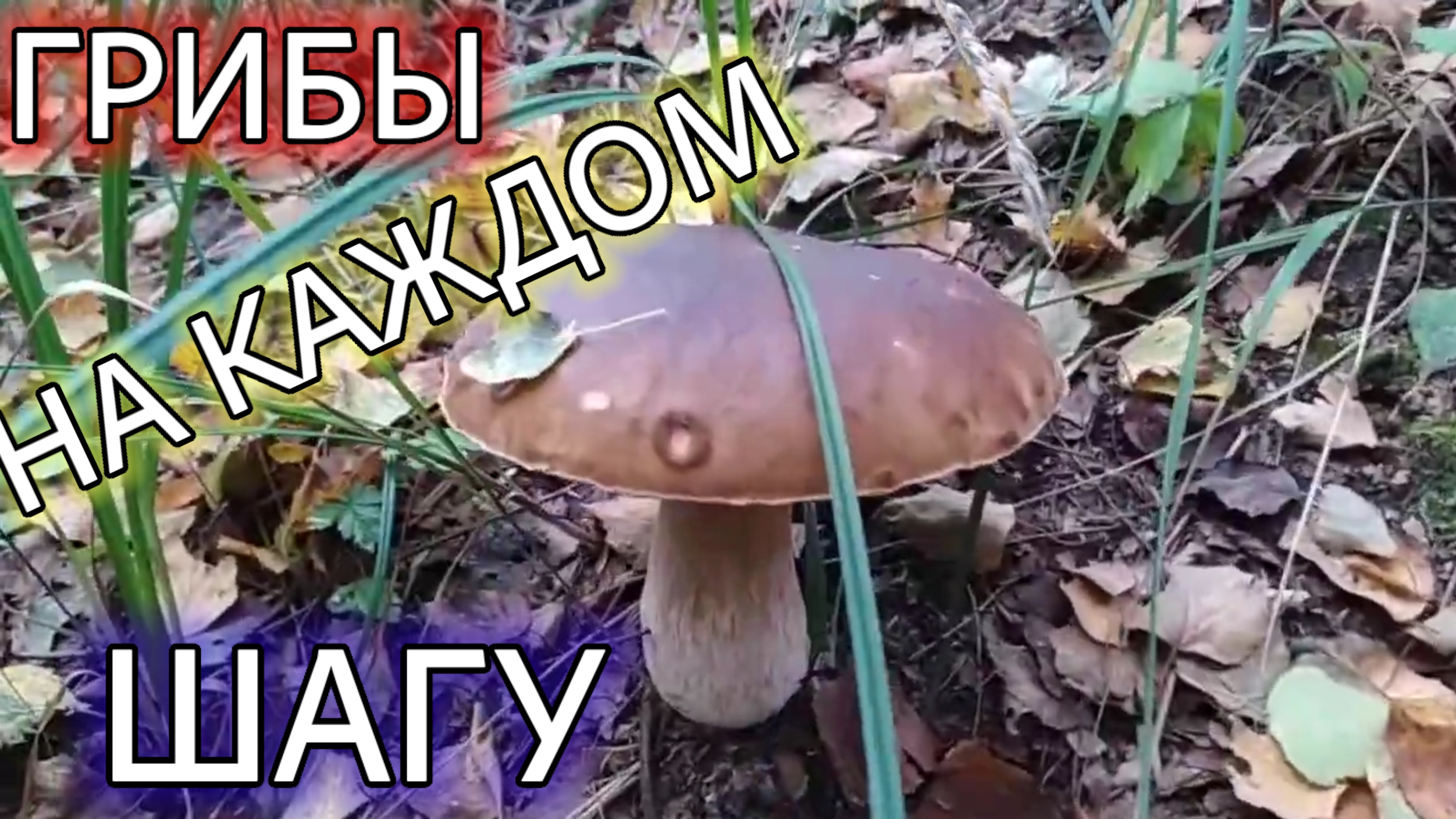 УРОЖАЙНЫЙ ГОД НА ГРИБЫ. Грибы Беларуси.