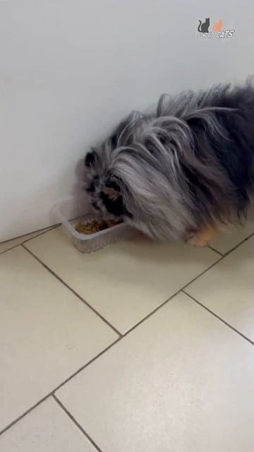 Гости зоомагазина - деловой и удивительный, почти хаски