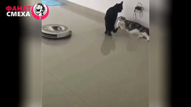 Юмор подборка с животными