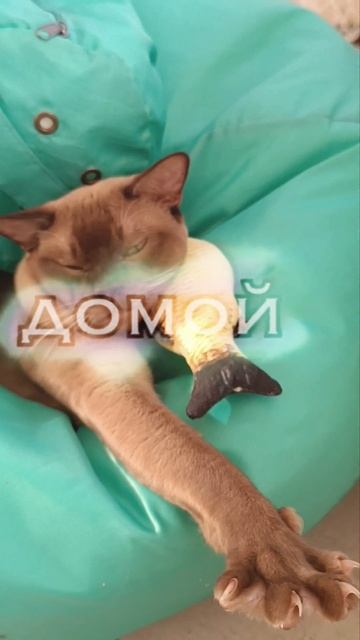 Котик Марсик # бурма# # забавное #😺❤# Топыкатегорий