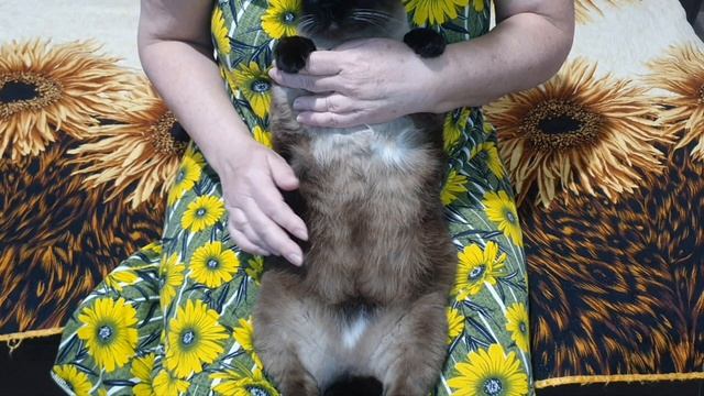 Массаж  живота очень полезен