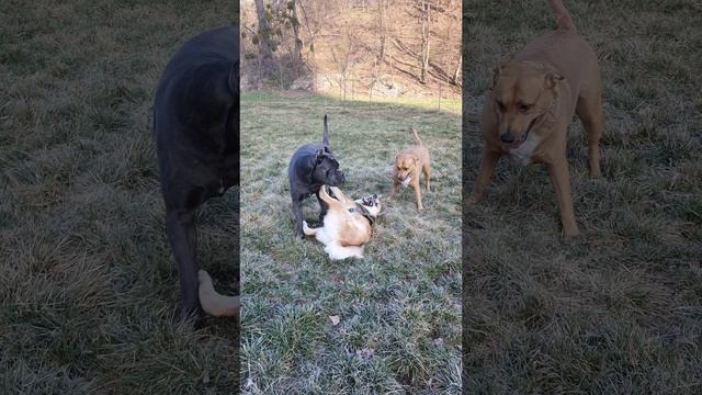 Кане-корсо Зевс! 22.03.2025