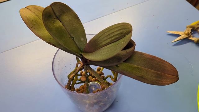 22.03.25.Орхидея биг лип Gemengd пересадка в кору..