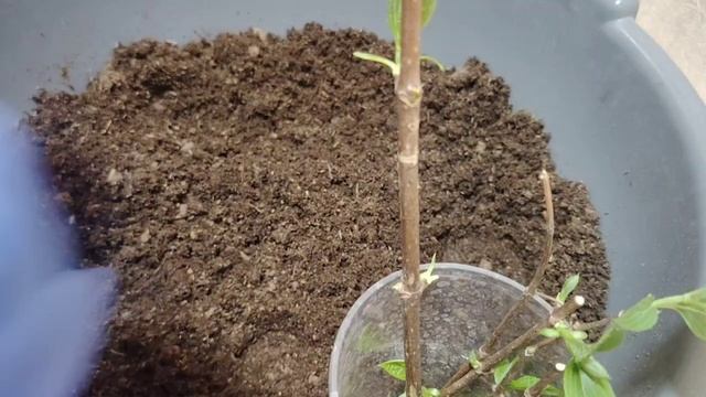 Способ размножения гортензии