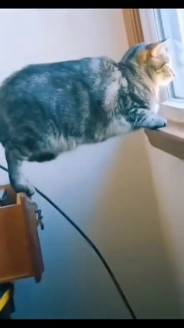 ДЛЯ ПОДНЯТИЯ НАСТРОЕНИЯ...