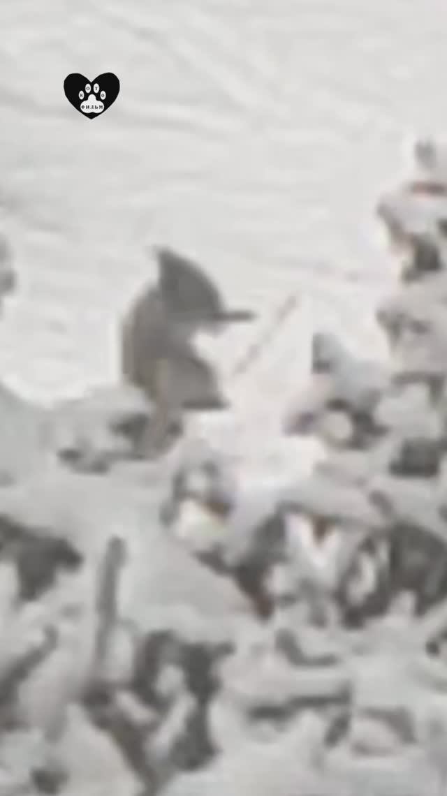 У Белки недолёт!