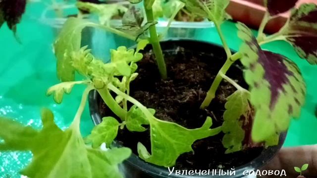 Что дает правильная и своевременная прищипка колеуса? .mp4