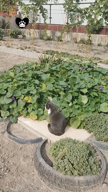 Куда делись бабочки?