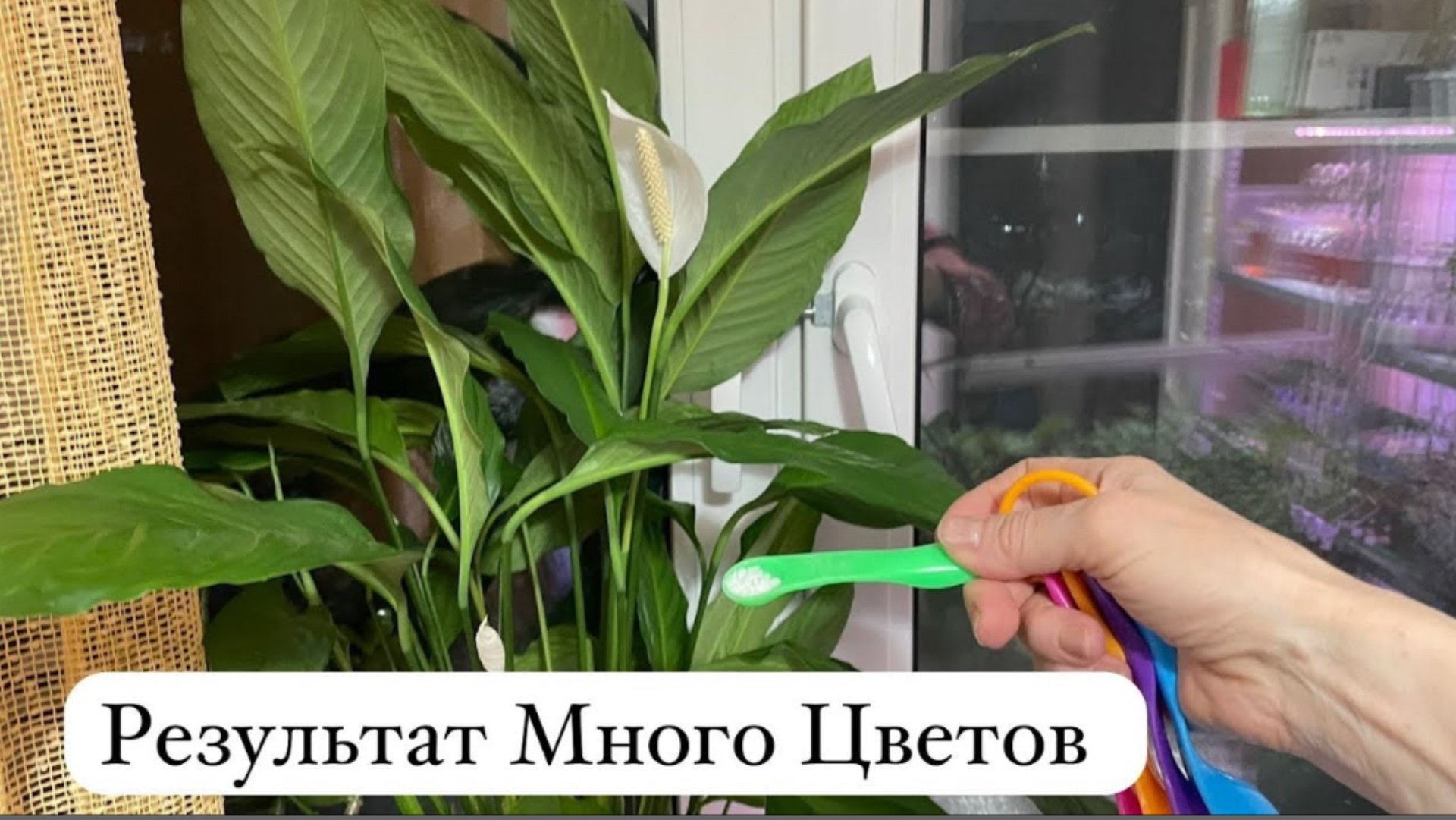 Спатифиллум - взрыв ЦВЕТОВ! Делай так и получишь 💯% результат!