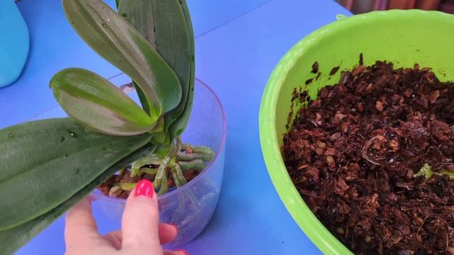 02.03.25.Орхидея пятнистая старушка😉пересадка в кору.