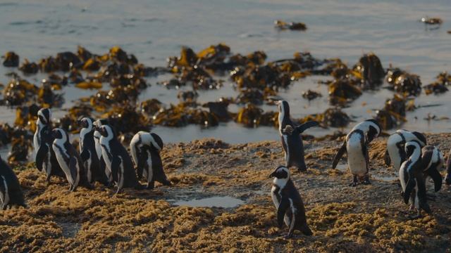 Город пингвинов 1 серия «Возвращение домой» (документальный сериал, 2021)