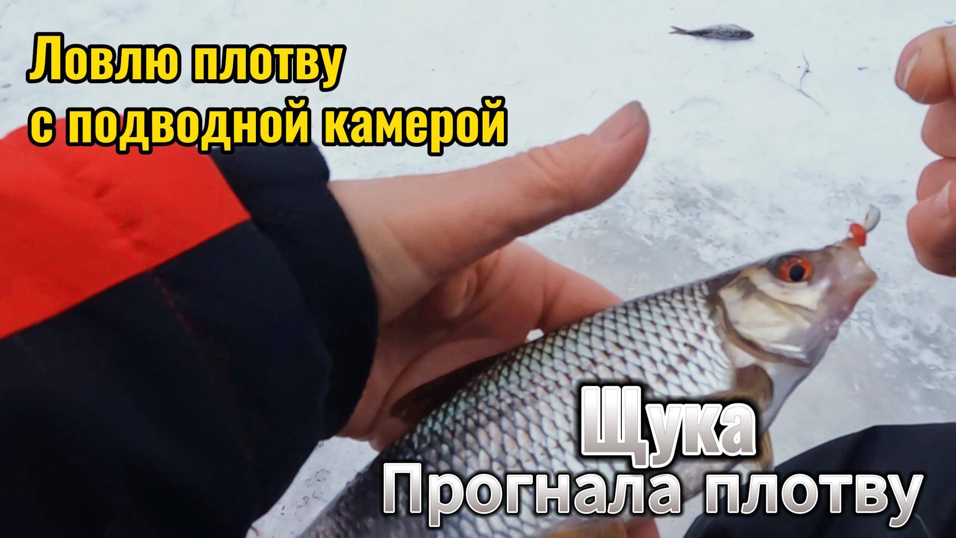 Снимаю рыбалку с плотвой подводной камерой.