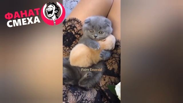 Юморная видео нарезка с приколами